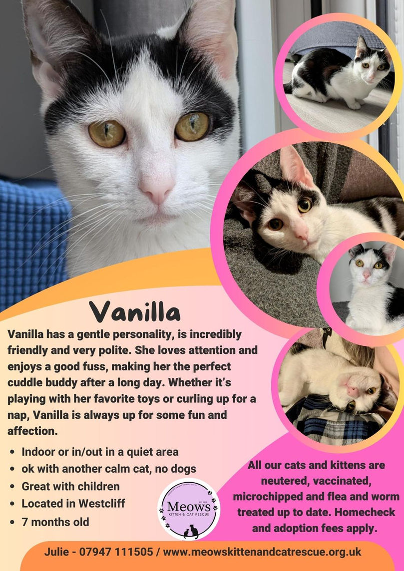 Adopt a cat | Meows Cat Rescue