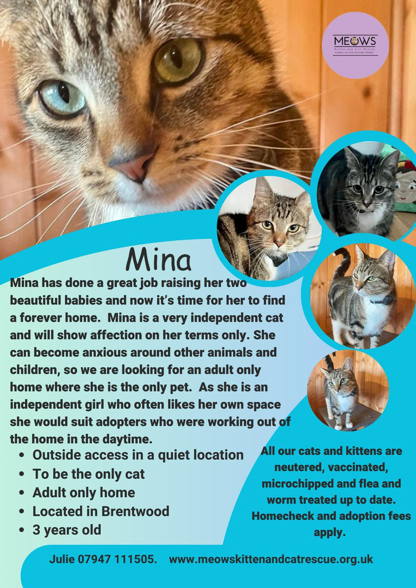 Adopt a cat | Meows Cat Rescue