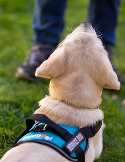 Good Dog! Service Canines | Autism Companions | Fallbrook Califonia