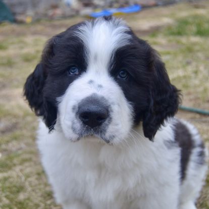 Pyrenean Mastiffs of the Northwoods