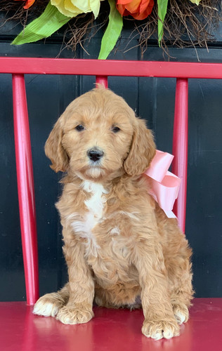 F1b mini Goldendoodle female- light pink ribbon (30-35 lbs ...
