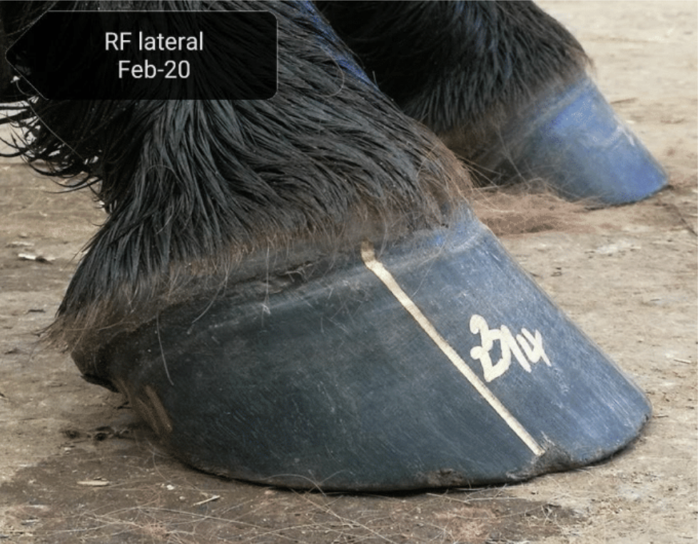 Learn how to trim a hoof