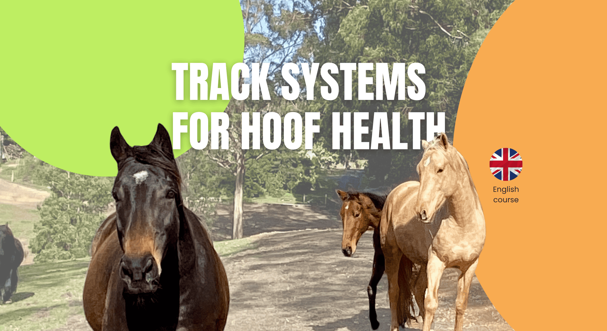 Track Systems for Hoof Health | Hoof School