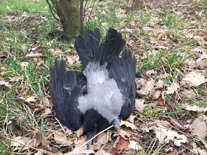 To krager for 'ny' kragehytte