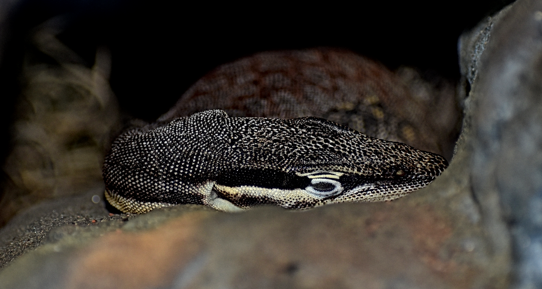 Varanus Glauerti | Swiss Reptile