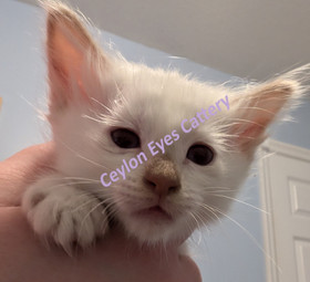 Balinese colors | Ceylon Eyes