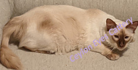 Balinese colors | Ceylon Eyes