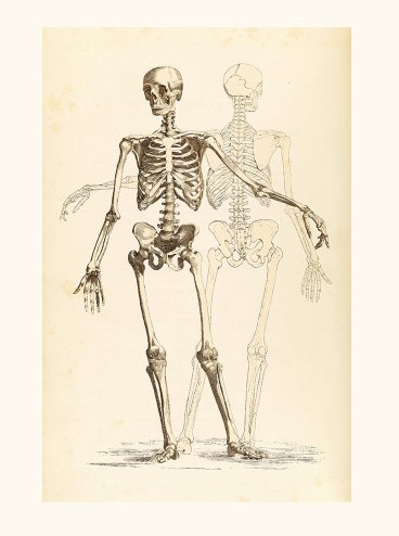 Anatomie-Squelette | Maison de l'Affiche