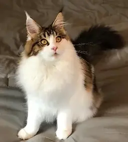 FEMALES | BeachCoons