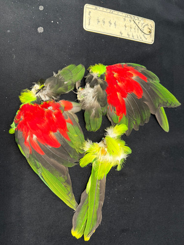 Colorful unknown species bird skin Ronn Lucas Collection bird skin ...