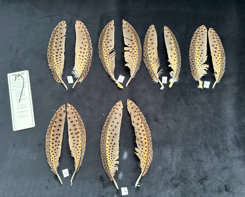 Great Argus Pheasant wing covert feathers | Doug Millsap