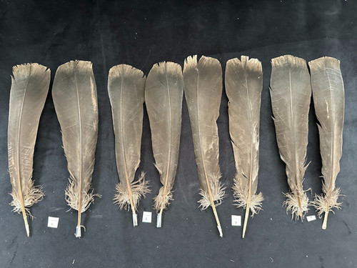 Black Spanish Turkey tail feathers | Doug Millsap