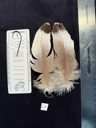 Kori Bustard feather pairs as see in pictures. | Doug Millsap