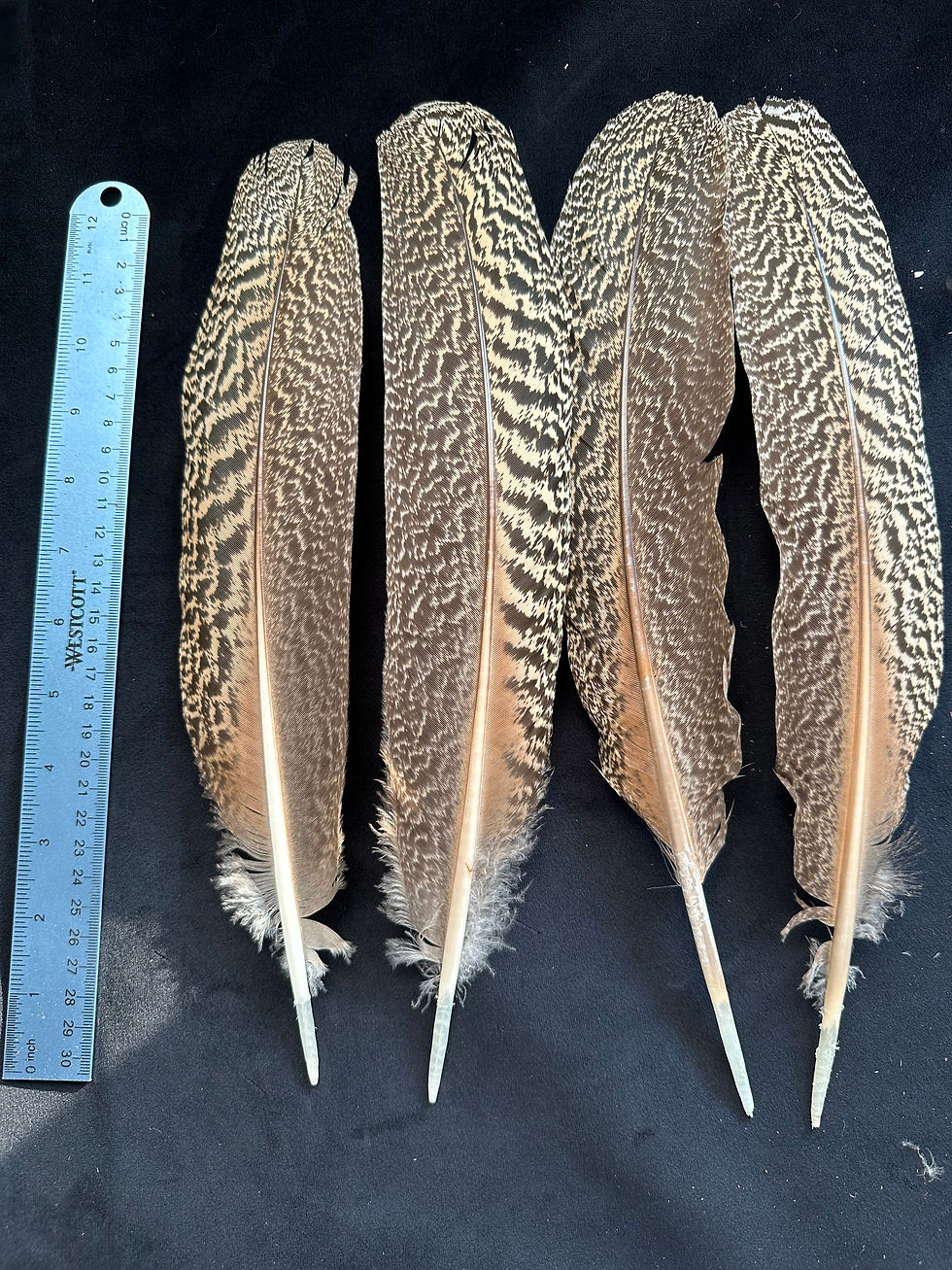 Peacock Secondary feathers for Kori Bustard substitute | Doug Millsap