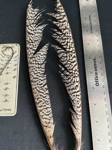 Cross Hybrid Pheasant feathers | Doug Millsap