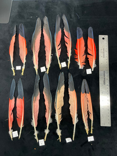 Vintage Scarlet Ibis wing feathers from Lucas Collection | Doug Millsap