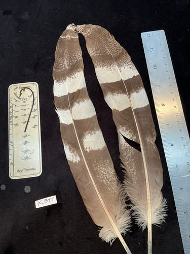 Kori Bustard tail feather pairs as shown in photos from Cullen ...