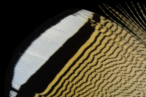 Premium Barred Wood Duck feathers | Doug Millsap