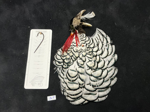 Lady Amherst Pheasant Tippets Patch feathers A5 | Doug Millsap