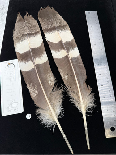 Huge Kori Bustard tail feathers from Cullen Collection 19 | Doug Millsap