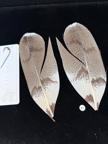 Kori Bustard feather pairs as shown in photos #81 | Doug Millsap