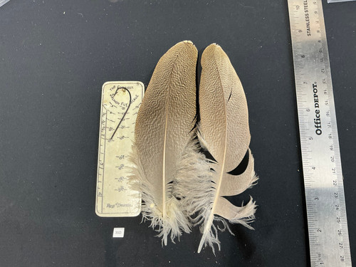 Kori Bustard feather pairs as shown 3 | Doug Millsap