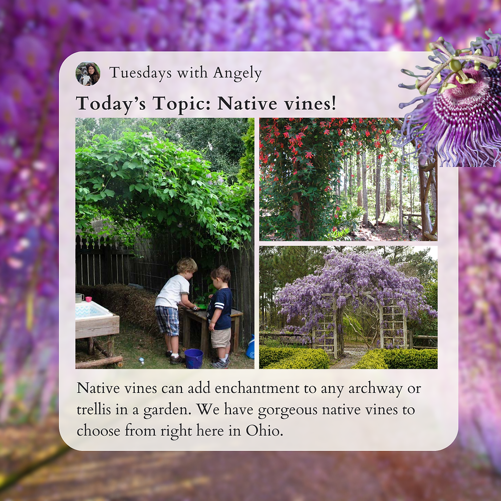 Native Plants: Fine Vines!