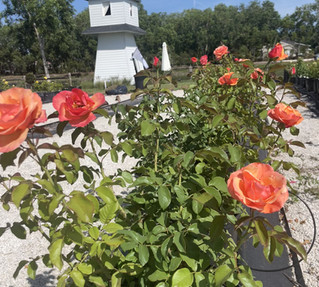 plan a visit | White Trail Club