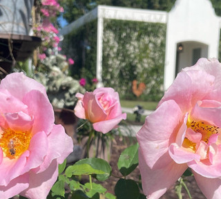 plan a visit | White Trail Club