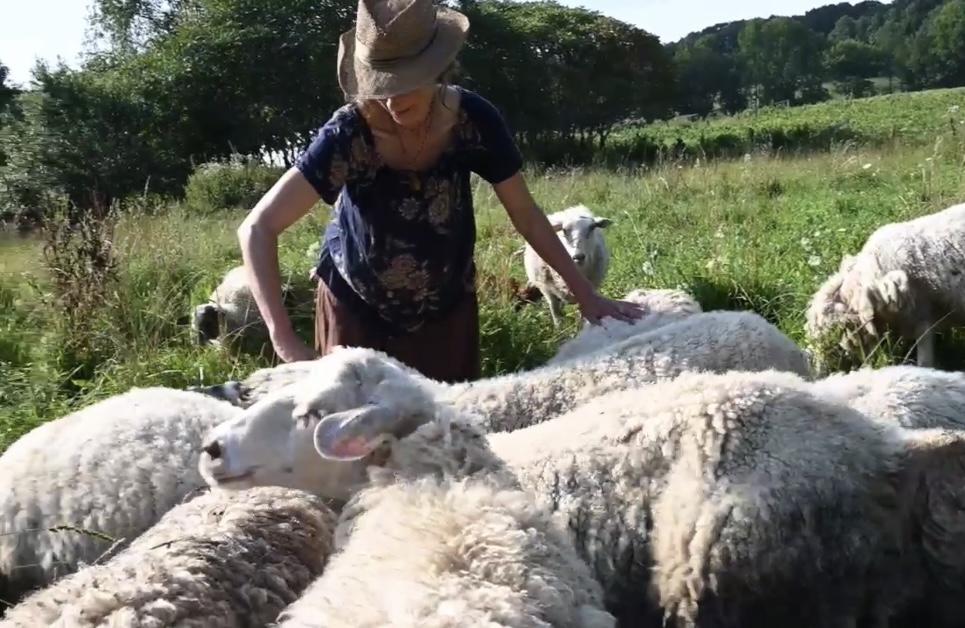 The Timeless Appeal of Sheepskins: From Ancient Times to Modern Health ...