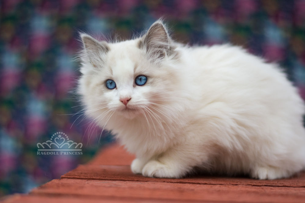 Demystifying Ragdoll Colors and Patterns