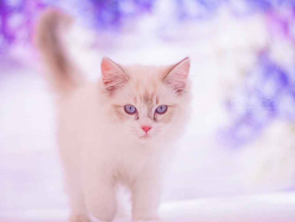 Demystifying Ragdoll Colors and Patterns