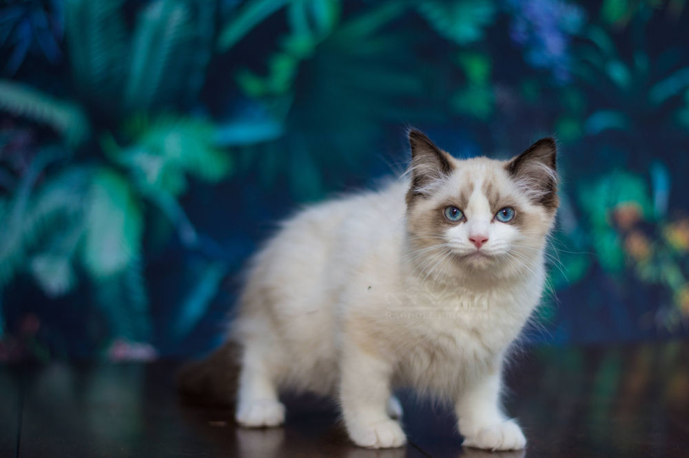 Demystifying Ragdoll Colors and Patterns