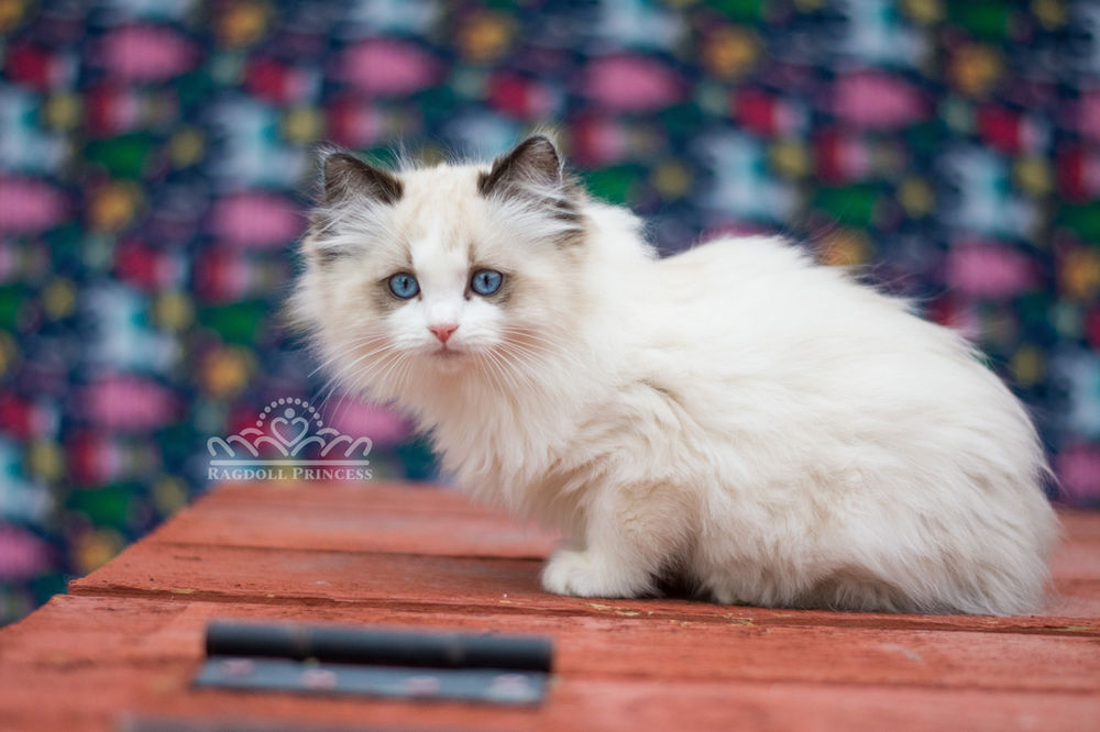 Demystifying Ragdoll Colors and Patterns