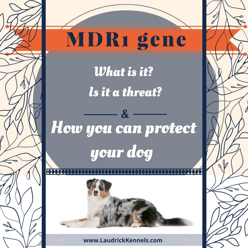 MDR1 Gene Mutation