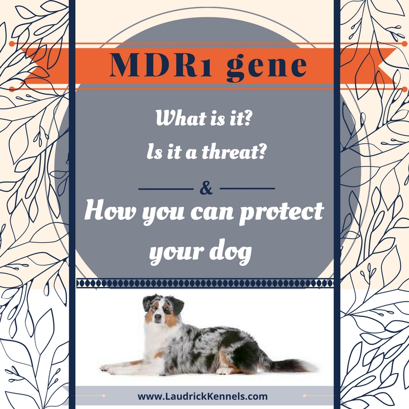 MDR1 Gene Mutation