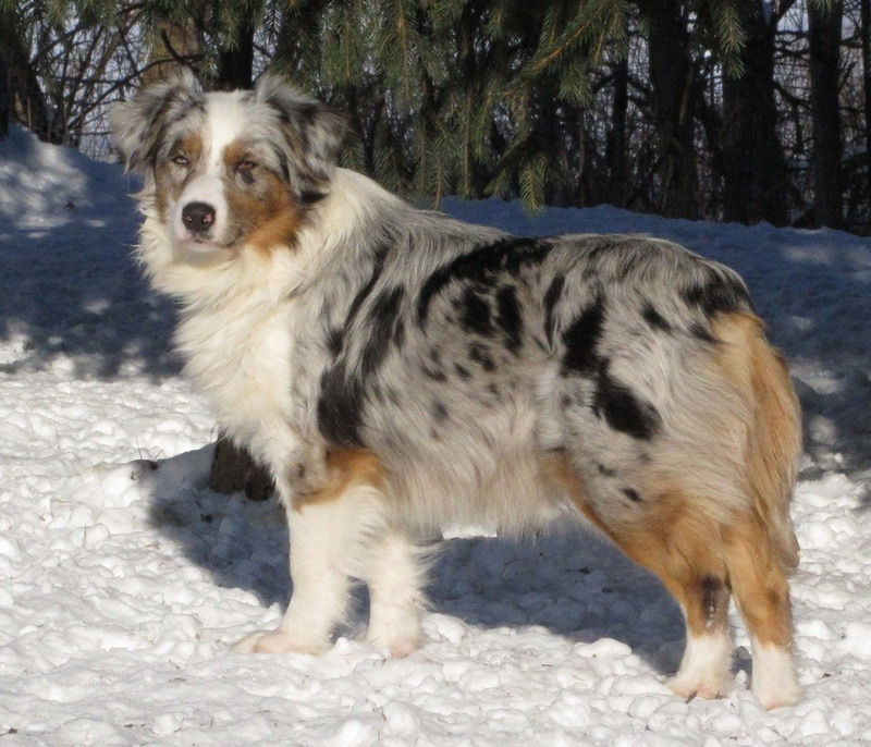 Mini Aussie vs Mini American