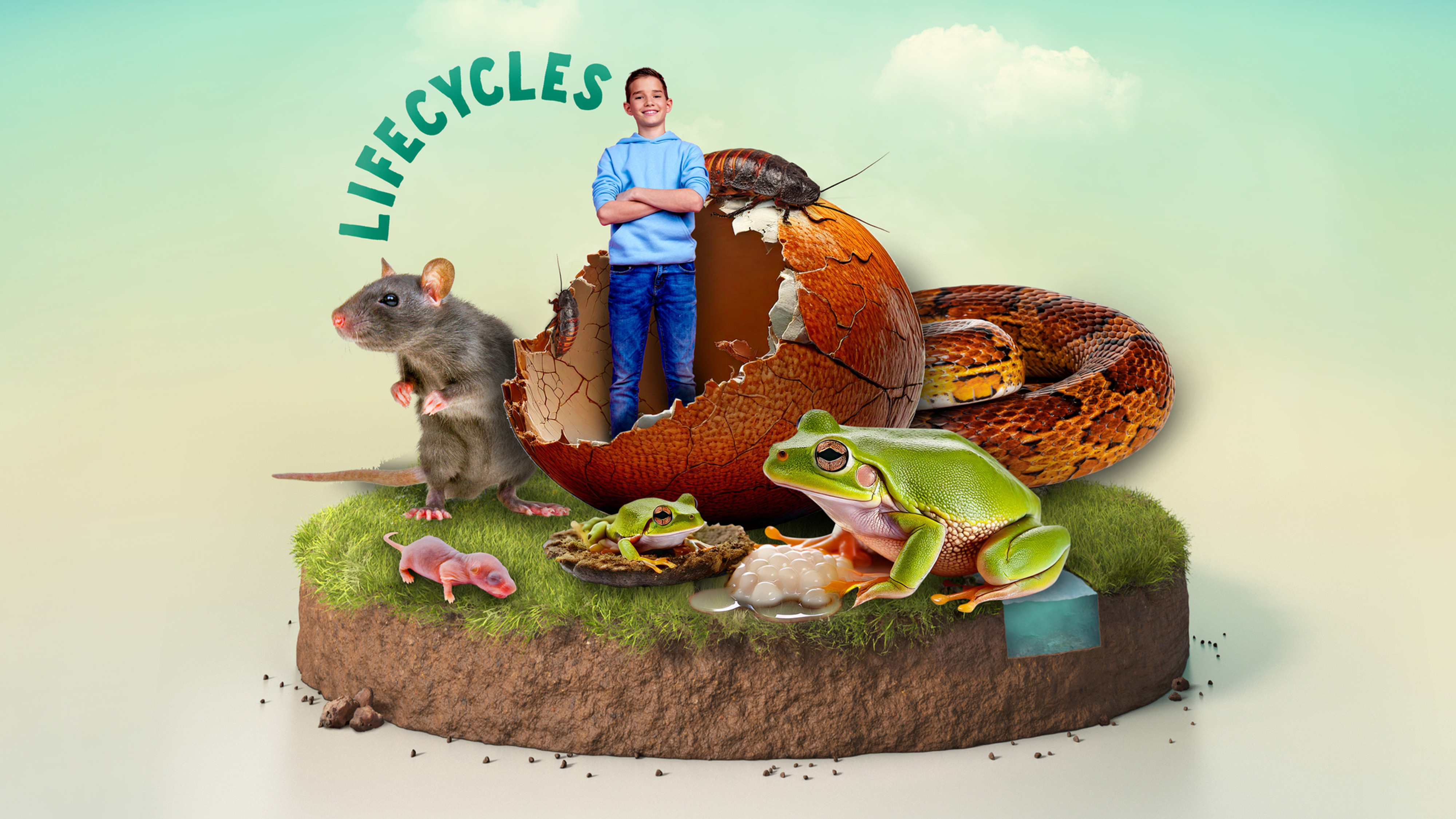 Life Cycles