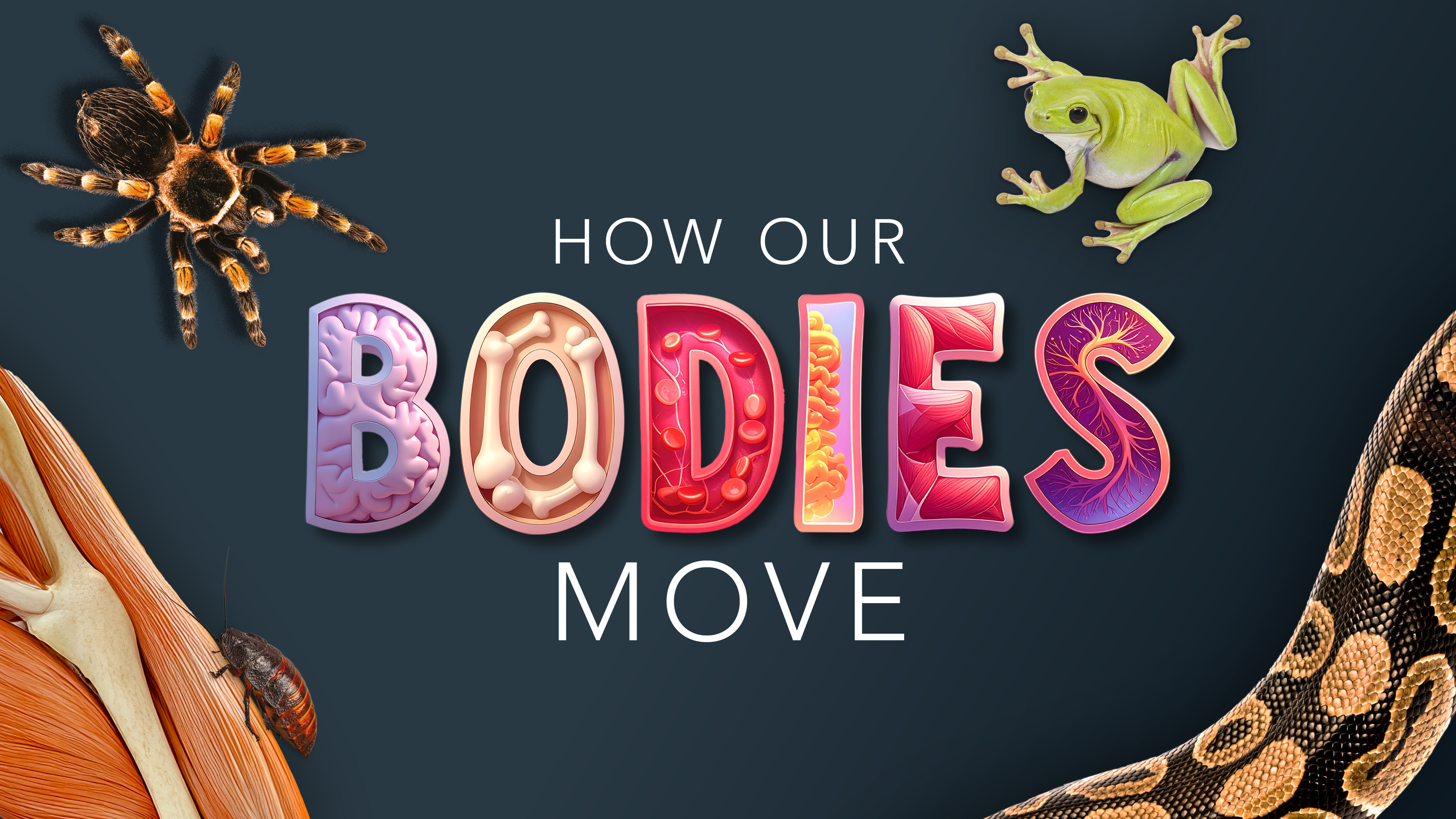 How Our Bodies Move