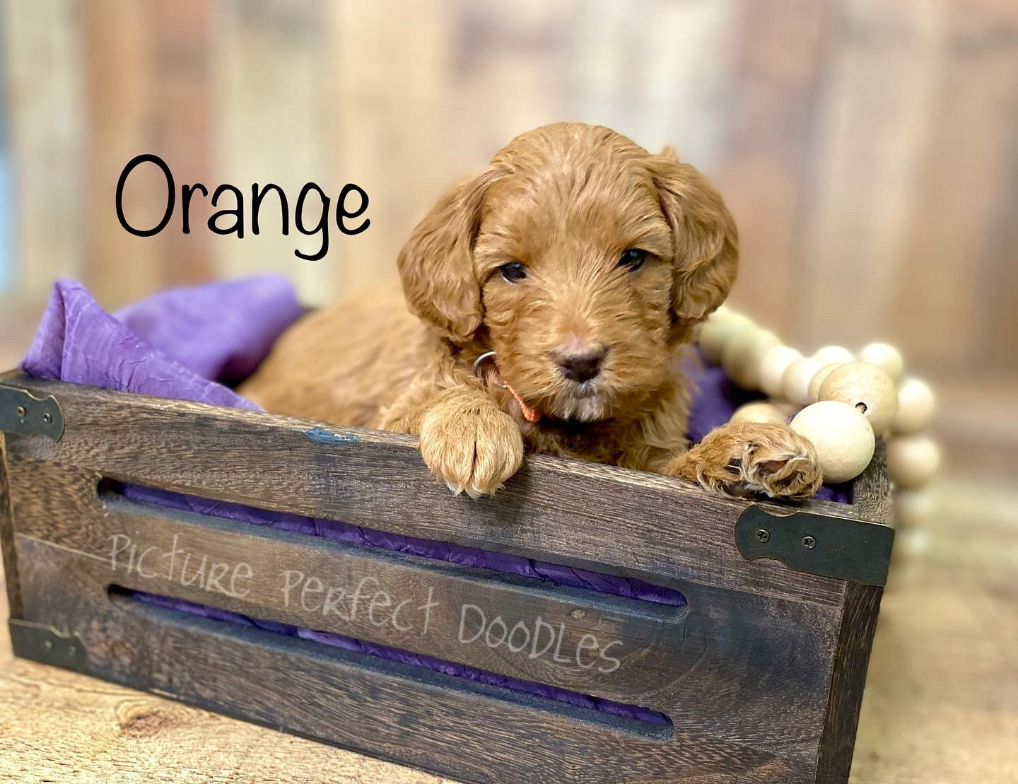 Picture Perfect Doodles | Home Raised Goldendoodles