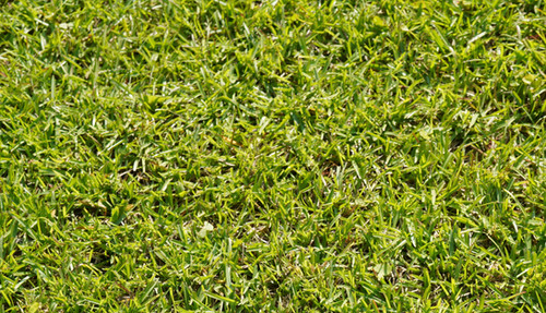 SHADEMASTER BUFFALO TURF | AffordableMrBuffalo