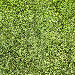 Buy Nara Native Zoysia Turf - ABC Turf Supplies Sydney - Order online ...