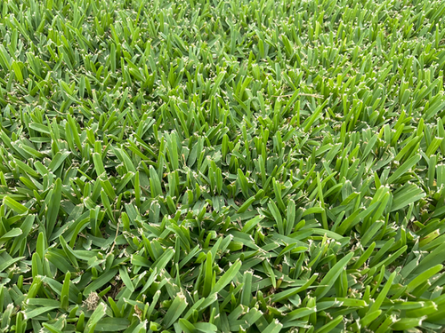 MATILDA SOFT LEAF BUFFALO TURF | AffordableMrBuffalo