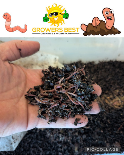 Worms, living worm farms and worm farm kits | Growers Best