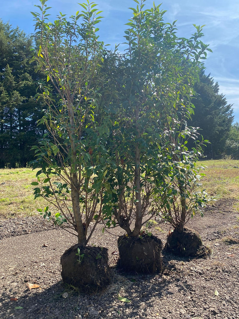 EDEN STORE | EdenWholesalePlants