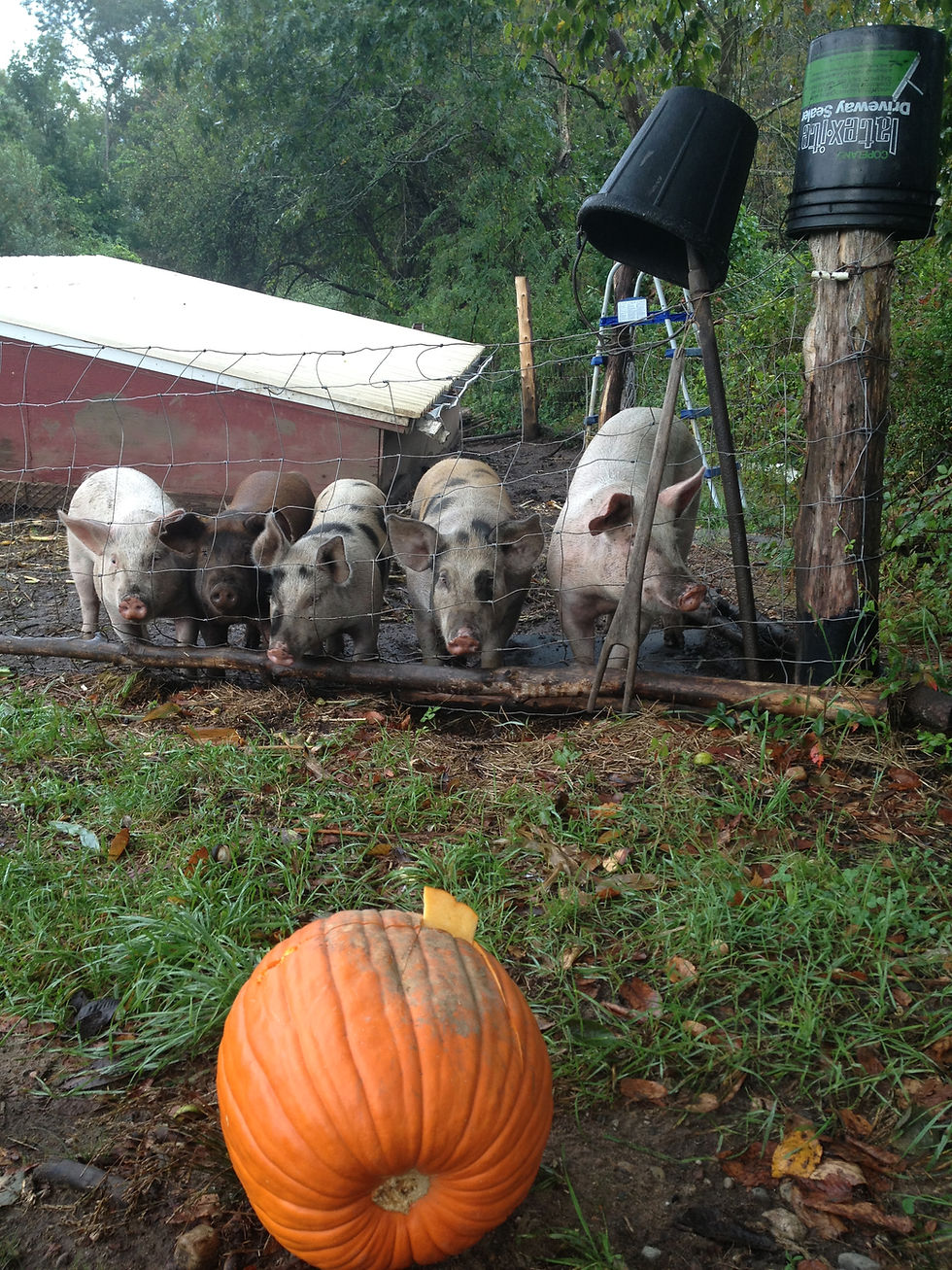 Proctor-Hall Farm