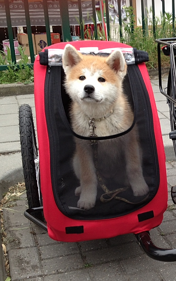 zelf honden zijspan voor fiets maken? • Bokt.nl