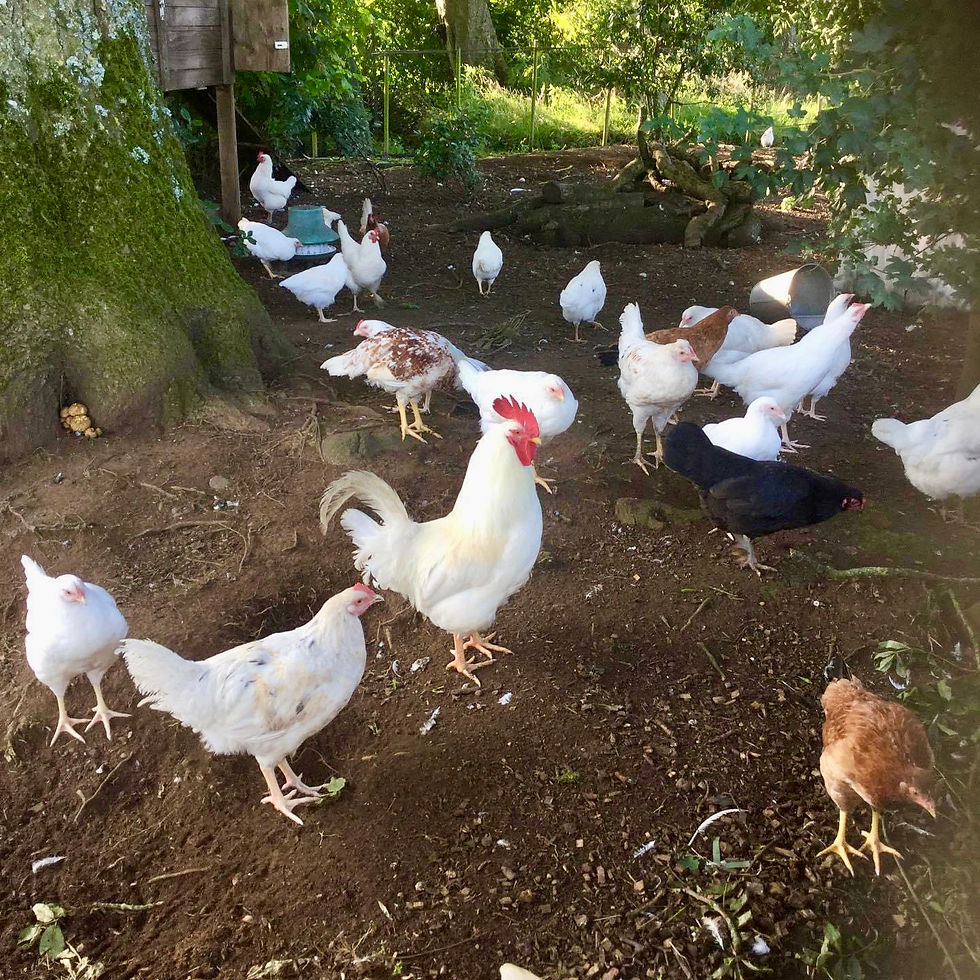 Three in a row! Slemish Market Garden lifts Slow Food NI’s Best ...
