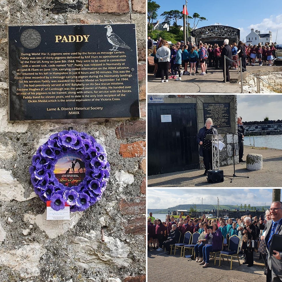 Local residents “disgusted” after ‘Paddy the Pigeon’ memorial plaque ...