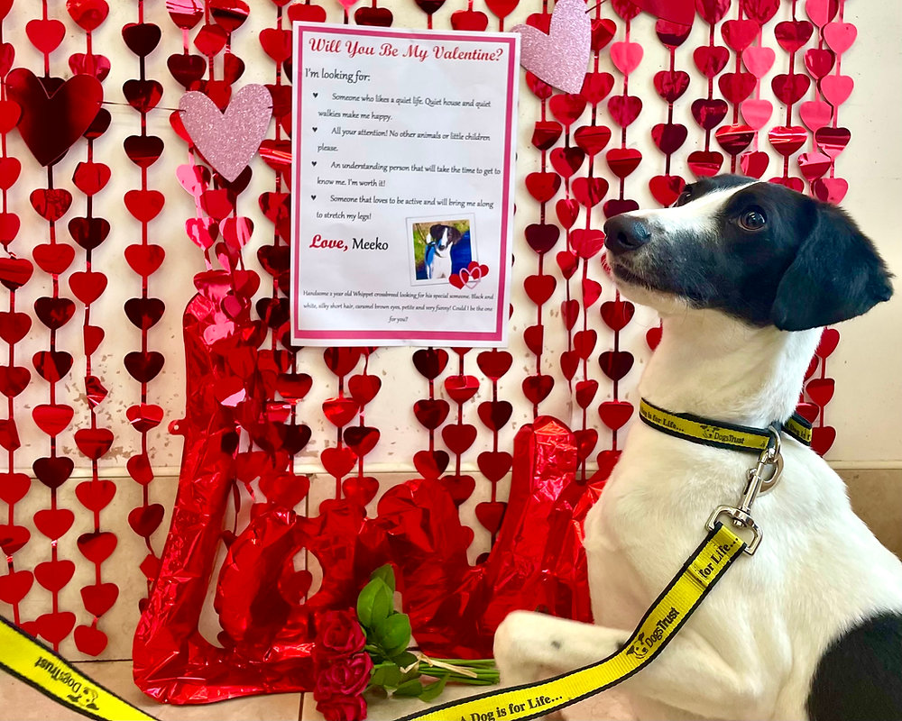 The search is on for Meeko’s Valentine!